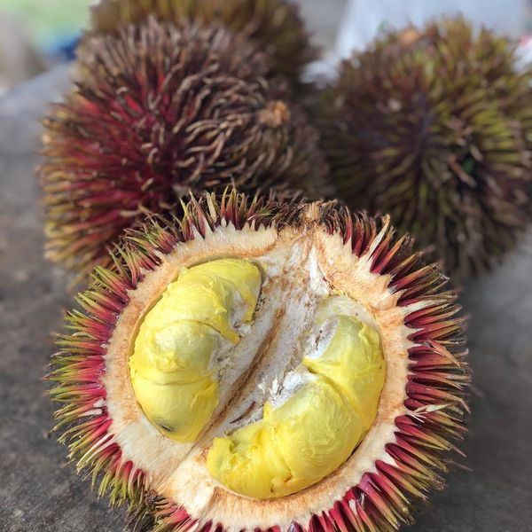 Lahung Fruit / Durio Dulcis - Always Shipping Best Plant & Seed For You