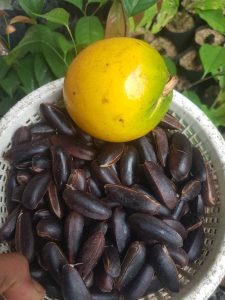 Abiu Pouteria caimito - Always Shipping Best Plant & Seed For You