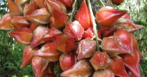 Blood starfruit or red star fruit (Baccaurea angulata) - Always ...