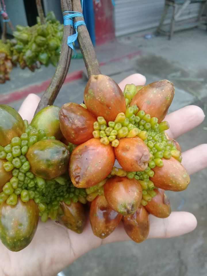 Prainea Limpato / Kesusu / Tampang Susu / Empatak - Always Shipping ...