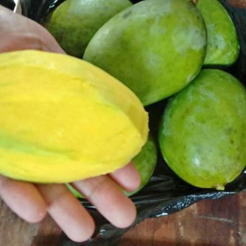 Mangifera Odorata / Kuweni - Always Shipping Best Plant & Seed For You