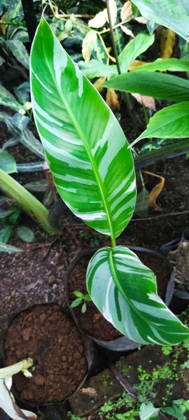 Musa "Florida Variegated" - Always Shipping Best Plant & Seed For You