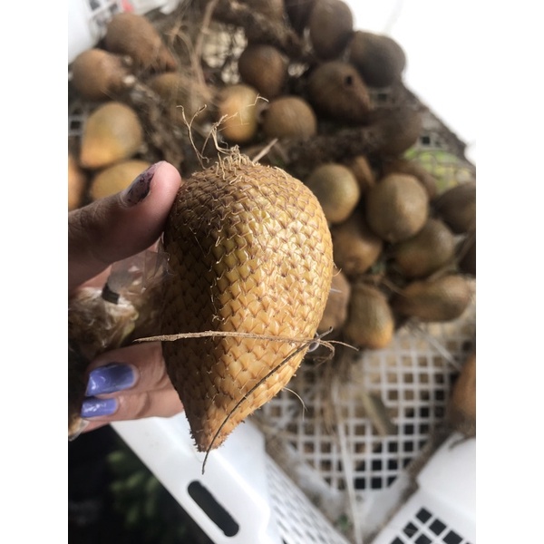 Salak Gading / Salacca zalacca - Always Shipping Best Plant & Seed For You