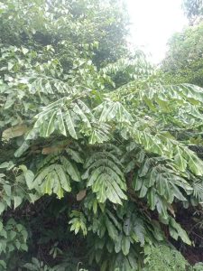 UVARIA RUFA / SUSONG KALABAW - Always Shipping Best Plant & Seed For You