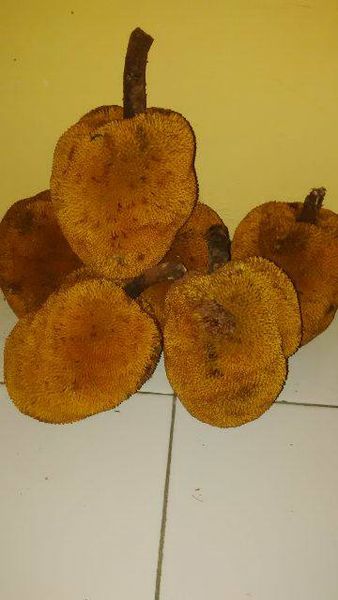Guntawa Fruit - Always Shipping Best Plant & Seed For You
