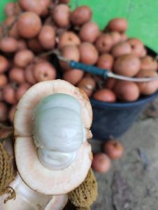 Baccaurea Macrocarpa / Kapul / Tampui - Always Shipping Best Plant ...