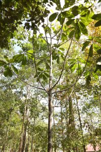 Neesia Synandra - Always Shipping Best Plant & Seed For You