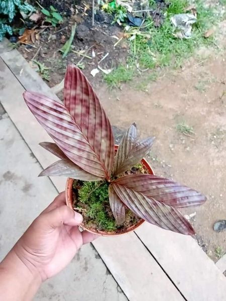 Pinanga veitchii - Always Shipping Best Plant & Seed For You